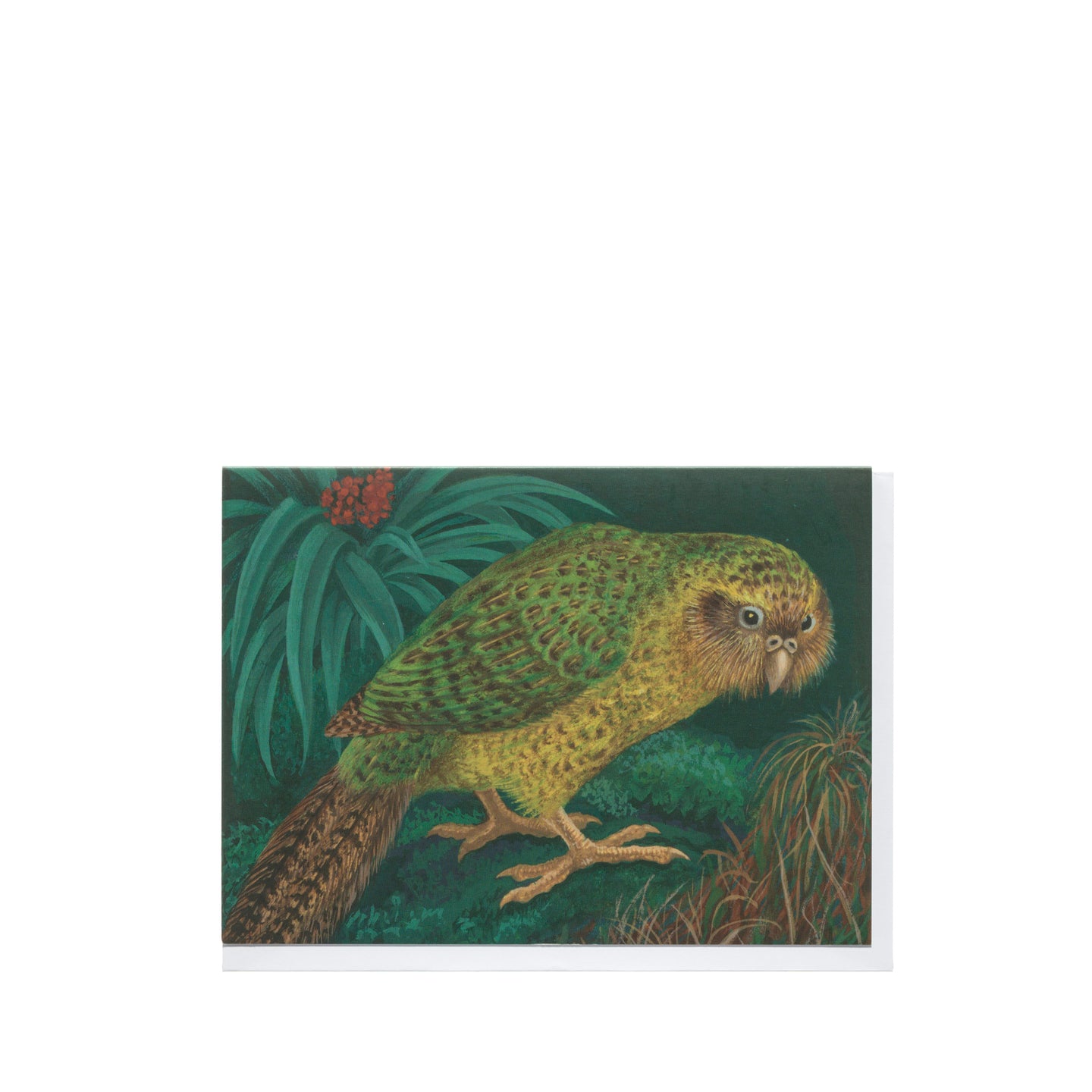 Eileen Mayo "Kākāpō" Card – Christchurch Art Gallery Design Store