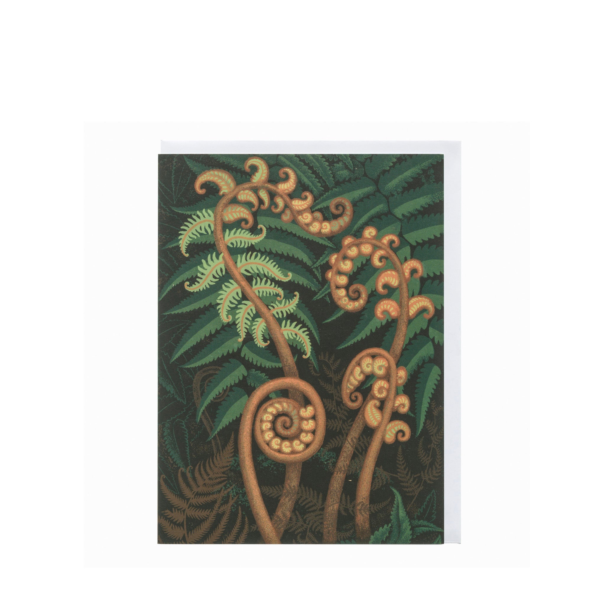 Eileen Mayo "Springing Fern" Card – Christchurch Art Gallery Design Store